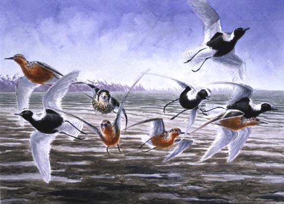 Gallery | Tim Shields Art