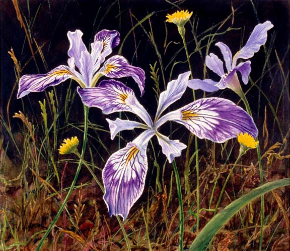 Gallery | Tim Shields Art